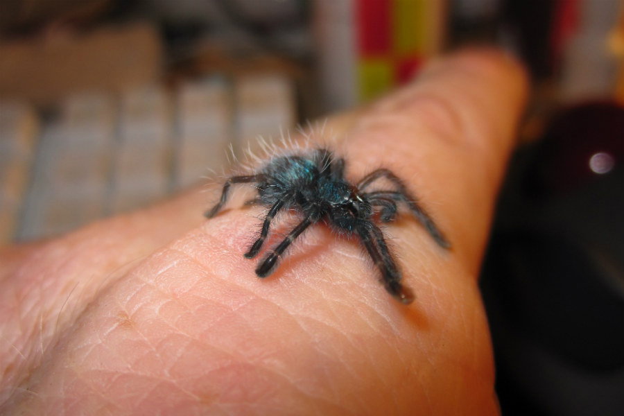 Tarantulas spotted in Palma de Mallorca « Euro Weekly News