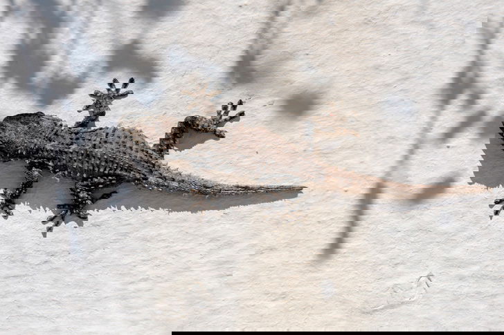 How wall lizards thrived in Spain