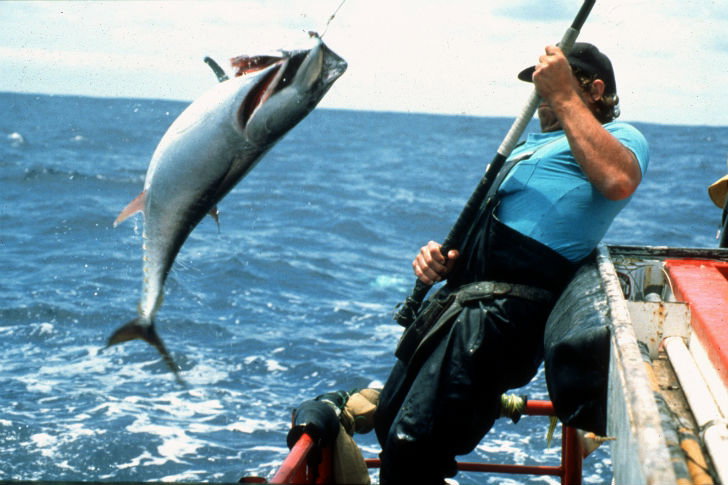 Bluefin Tuna season opens on Friday in Gibraltar « Euro Weekly News