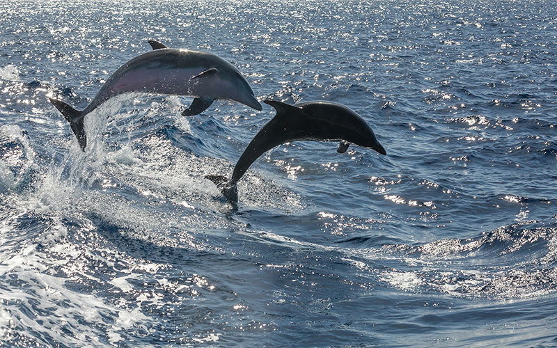Spanish Town Named Among The Best In The World For Observing Dolphins ...