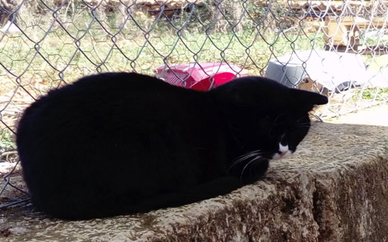 ADOPTION: Calm Conguito is looking for a Forever Home in Mallorca ...