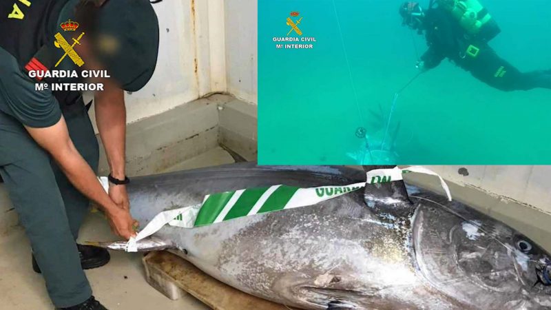 Nine arrested in Almeria after Guardia Civil finds illegal tuna fishing ...
