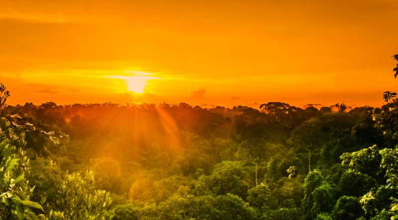 Why the Amazon Rainforest is so important - Euro Weekly News