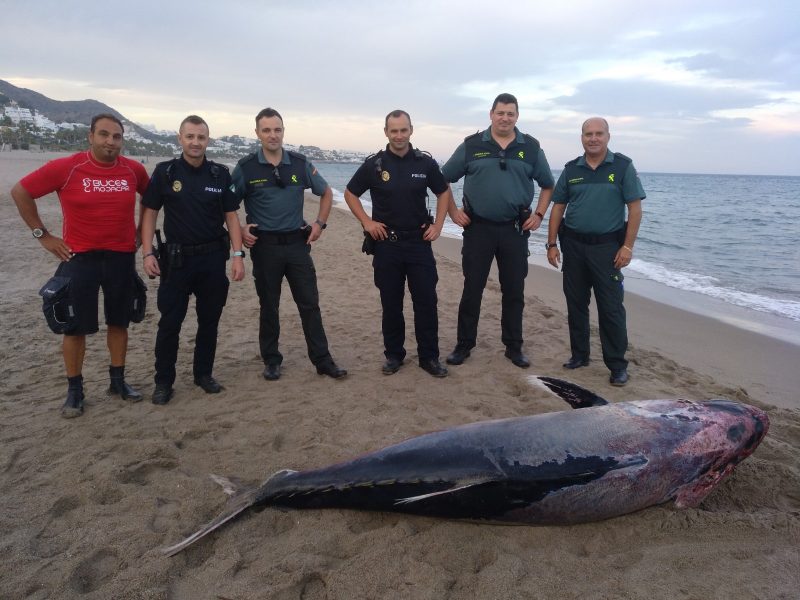 Dead tuna washes up in Mojacar playa « Euro Weekly News