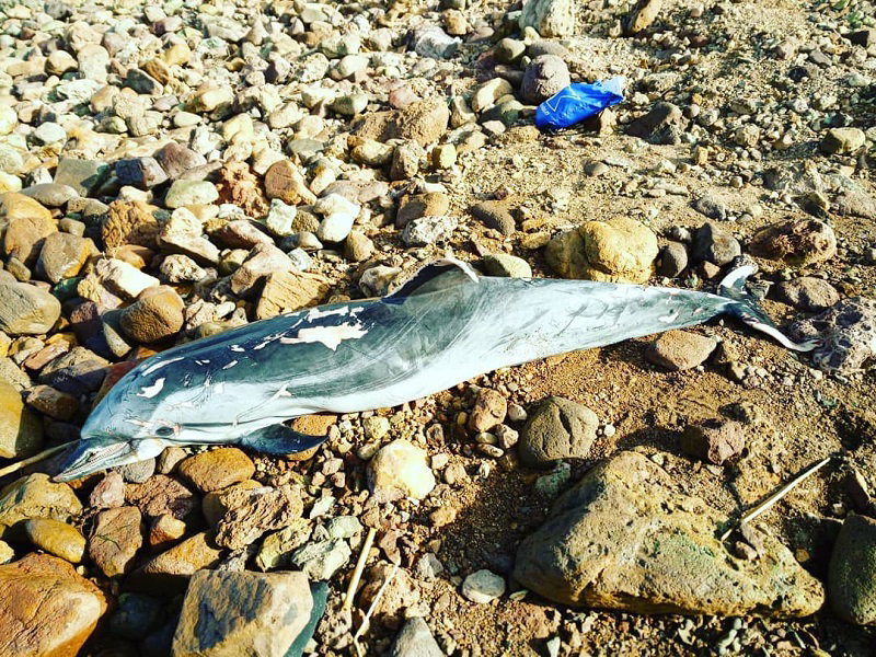 Dead dolphin with broken jaw appears in Costa Almeria’s Cabo de Gata ...