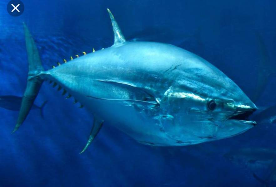 A Tarifa tuna tataki recipe with the world’s best tuna! « Euro Weekly News