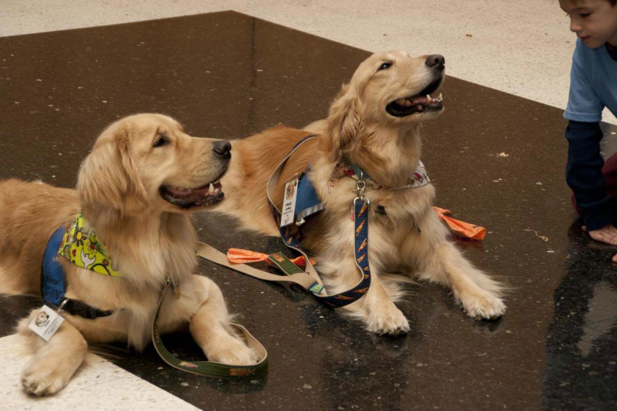Two new categories of assistance dogs enshrined in Balearic law