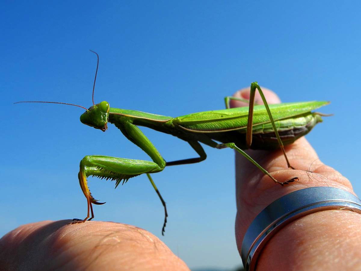 Male mantises evolve to avoid being eaten after mating « Euro Weekly News