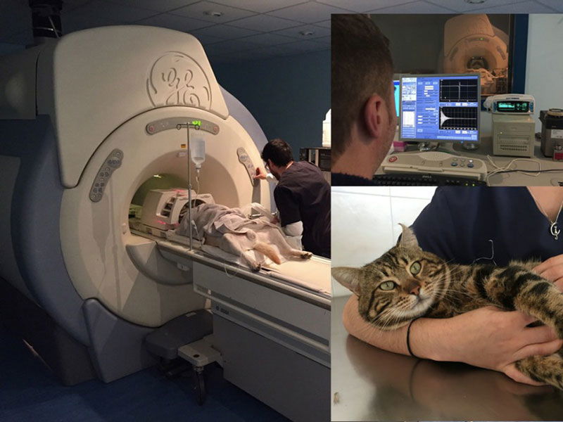 What can MRI show a veterinarian? « Euro Weekly News