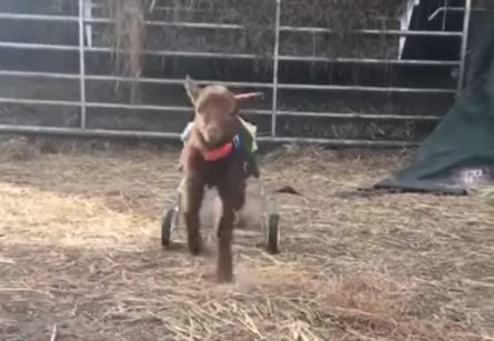 Paralysed Lamb Given New Lease of Life with Modified Wheelchair « Euro ...