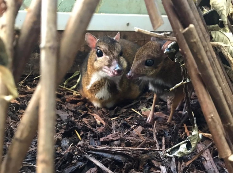 Tiny Mouse Deer As Tall As A Pencil Born At Bristol Zoo