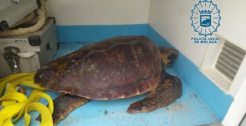Stranded Loggerhead Turtle Rescued on Malaga’s Cizaña Beach