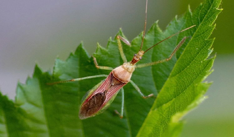 Spain Has Acquired A New Insect With A Very Nasty Bite