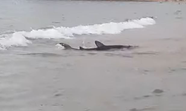Shock as shark reaches the shore on Benidorm beach « Euro Weekly News