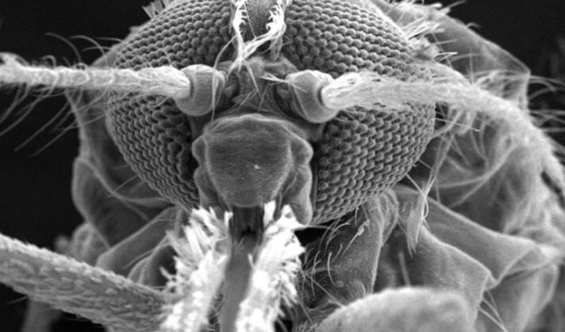 Valencia researcher invents effective anti-bug paint