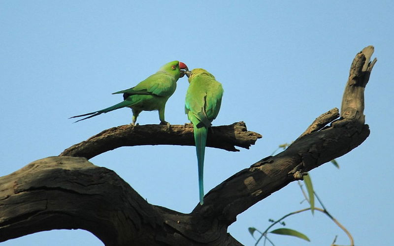 Madrid City Council begins exterminating invasive parrots