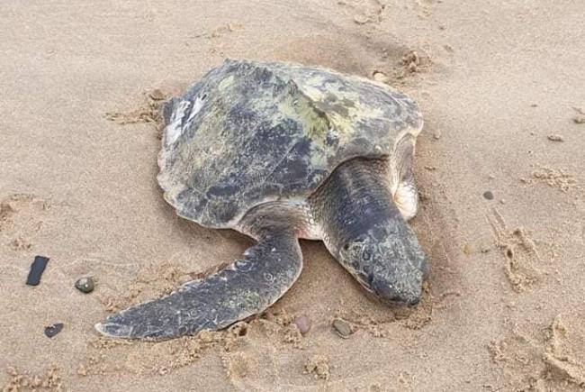 World’s rarest turtle washes up alive on small North Wales beach « Euro ...