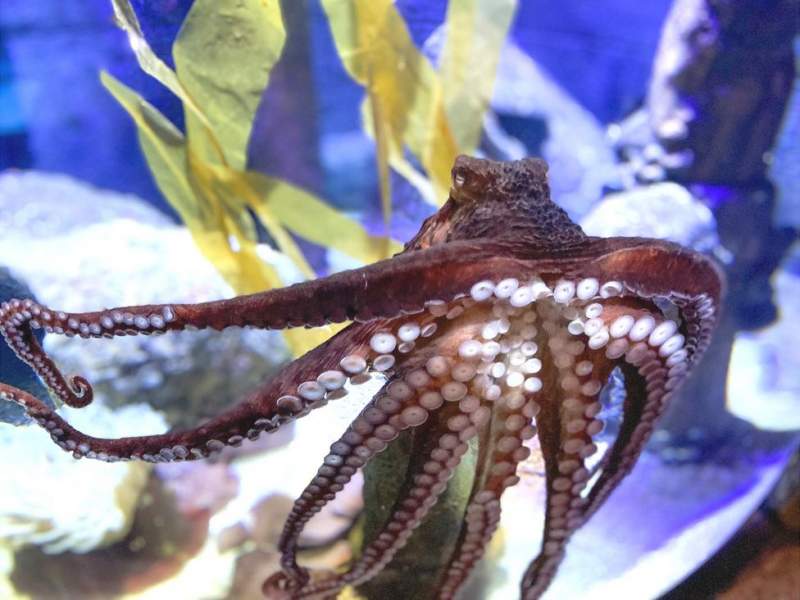The world’s first octopus farm to open in the Canaries, right or wrong ...