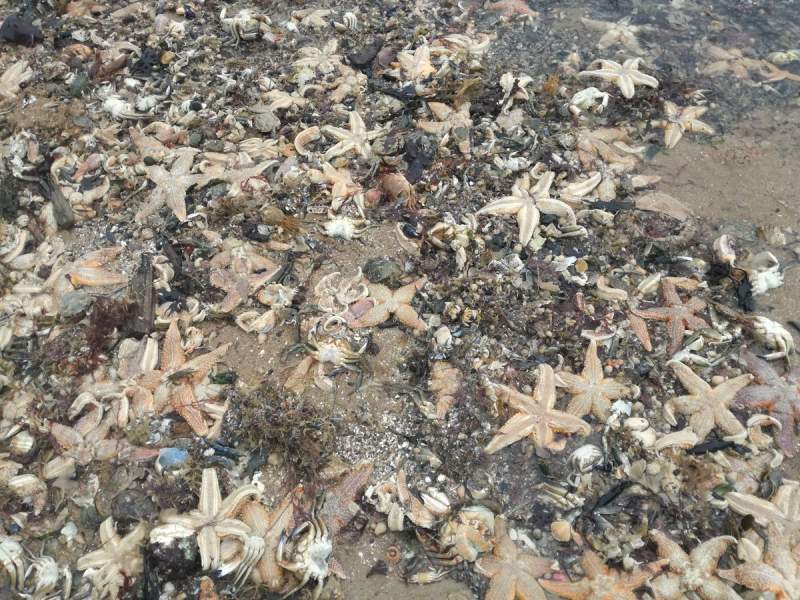 Thousands of dead starfish washed ashore in Pembrokeshire after stormy ...