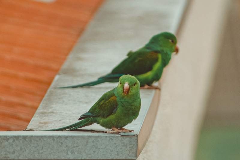 Population explosion of green parrots in Almeria City « Euro Weekly News