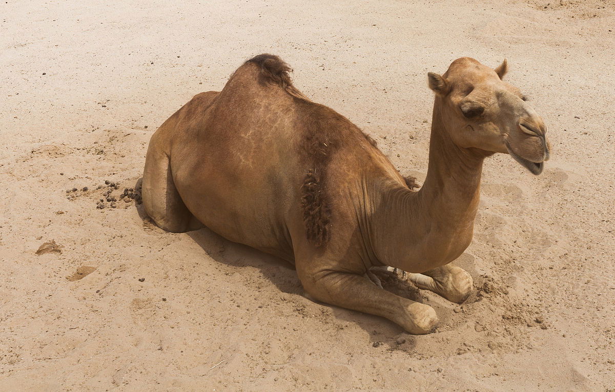 Camel escapes from zoo and kills two people in Tennessee « Euro Weekly News