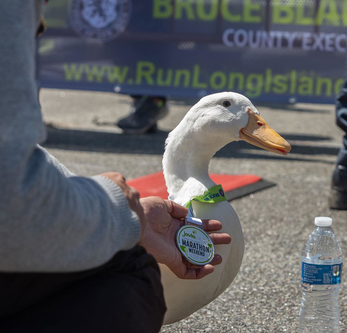WATCH: Duck runs a hugely popular marathon and gets her own medal ...