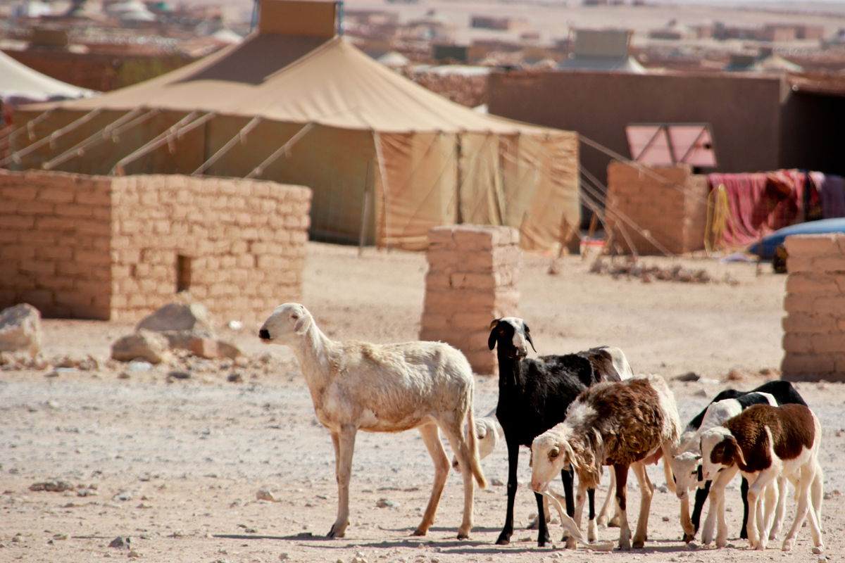 Balearic Islands welcome Sahrawi children from refugee camps in Tindouf ...