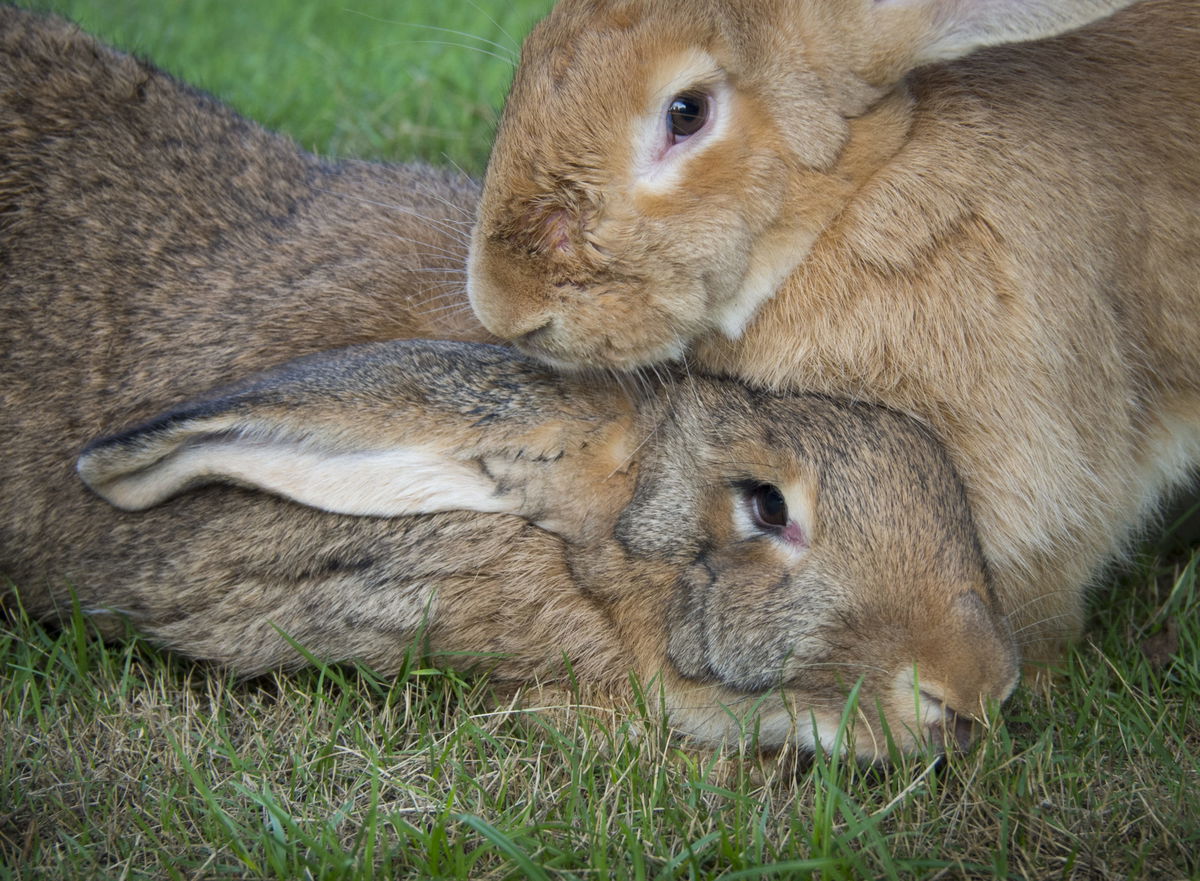 Dozens of dog-sized rabbits rescued from slaughter « Euro Weekly News