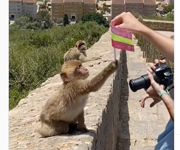 WATCH: Two monkeys in Gibraltar fight over a Spanish flag « Euro Weekly ...