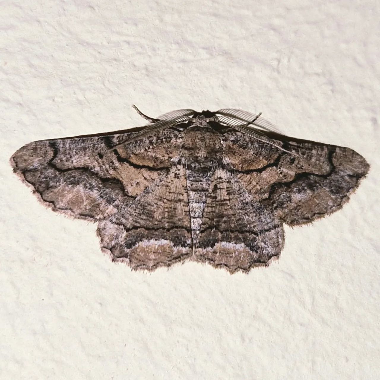 Nineteen new species of nocturnal butterflies found in Mallorca’s Sa ...