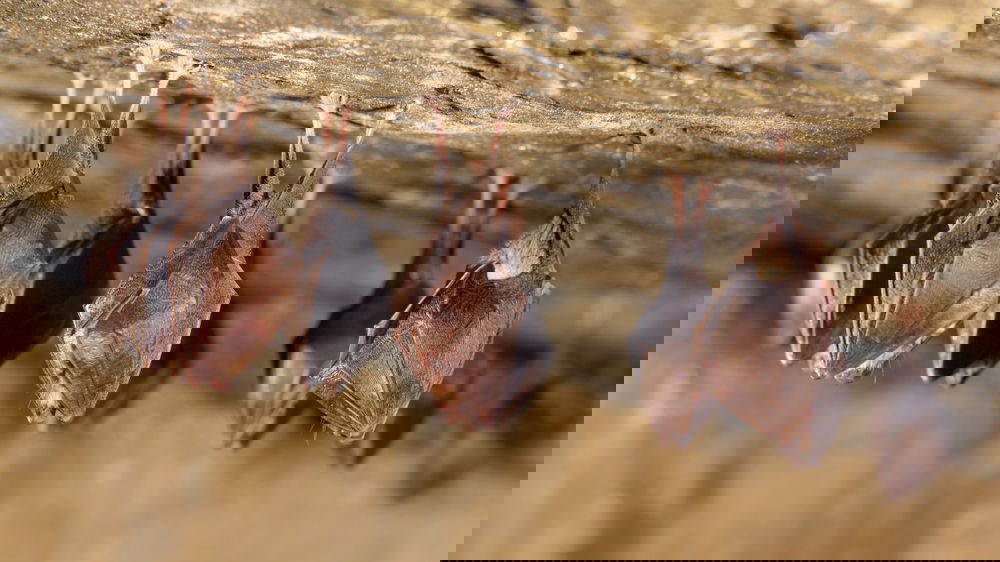 A new resistant strain of COVID has been found in Russian bats « Euro ...