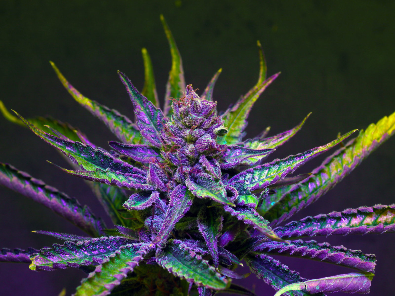 Many consumers race to shop Delta-8 Carts featuring iconic strains ...