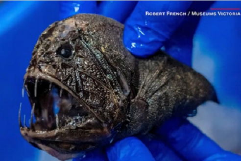 WATCH - Scientists reveal new species from the deepest sea « Euro ...