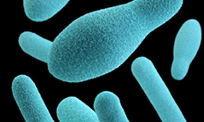 Health alert in Europe after 14 serious cases of botulism detected