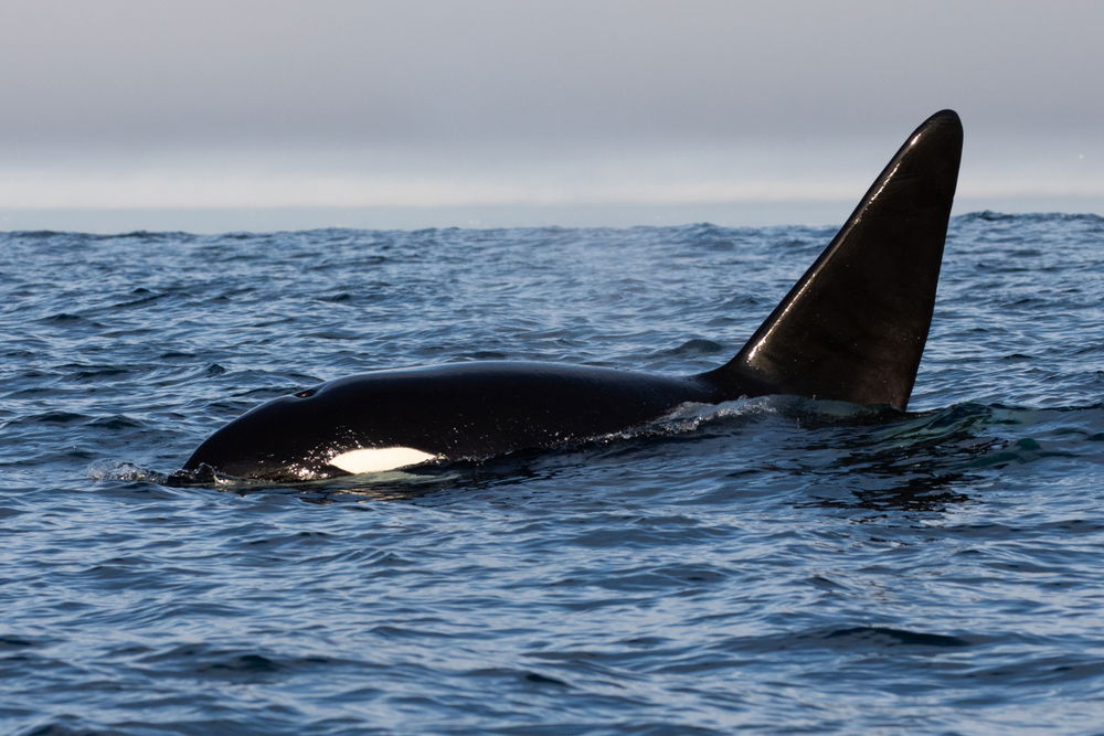 British couple terrified after sailing yacht attacked by killer whales ... British couple terrified after sailing yacht attacked by killer whales ...