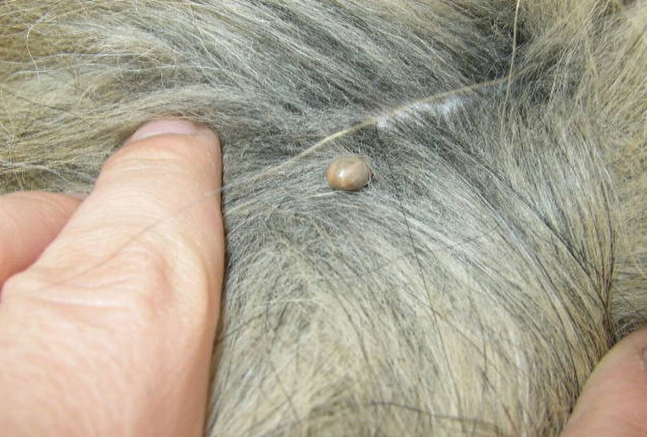 Watch out for ticks on your pets now that the weather is heating up in ...