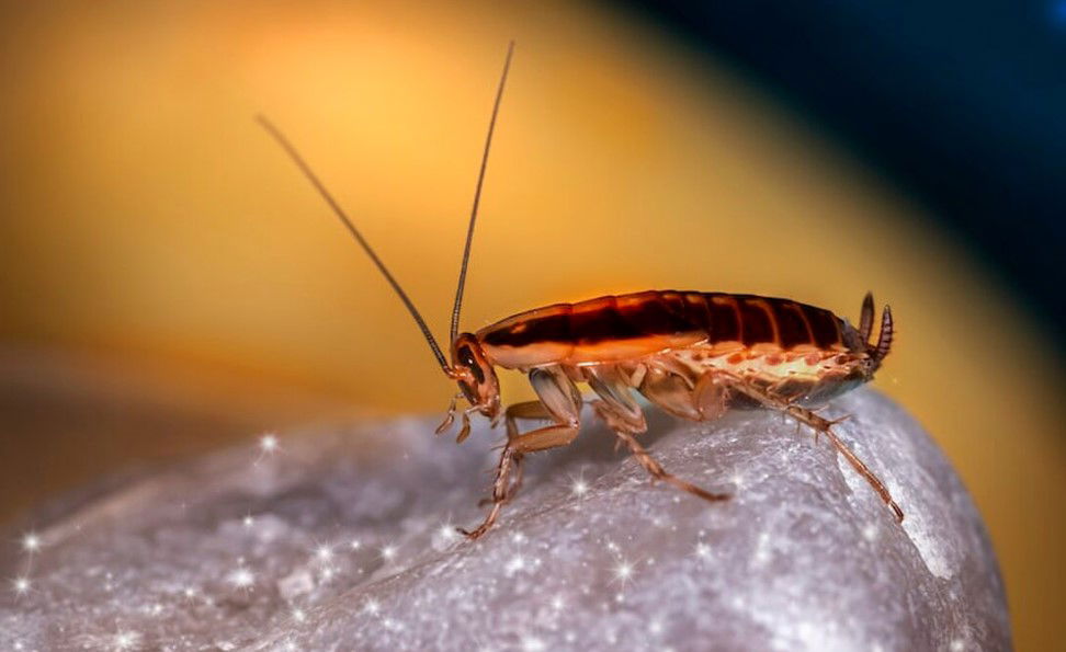 Why More Cockroaches Appear In Summer And How To Get Rid Of Them ...