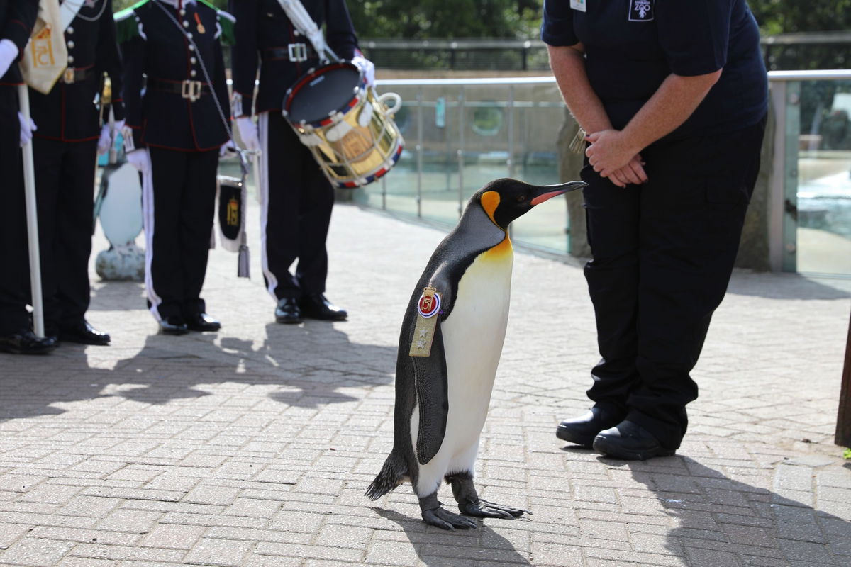Sir Nils Olav III the World’s Highest Ranking Penguin « Euro Weekly News