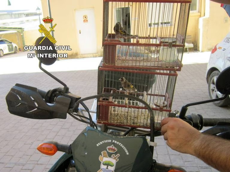 Man Caught Red Handed Capturing Birds « Euro Weekly News