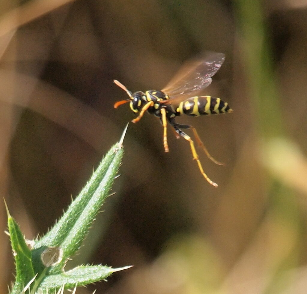 Meet Spain’s Creepy Crawlies - Part 2
