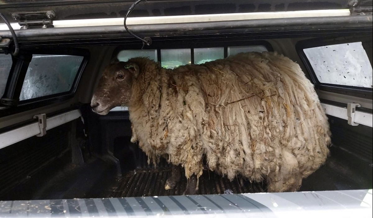 ‘Loneliest sheep in the world’ finally rescued after two years stranded ...