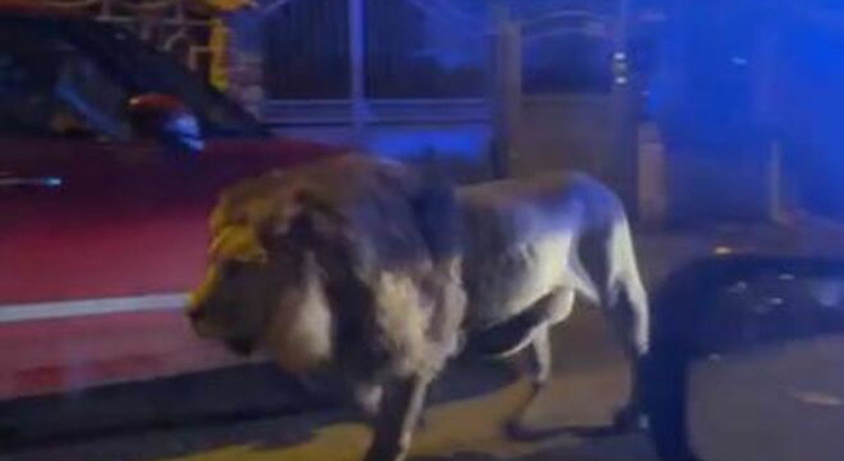 Lion escapes from circus and terrorises a town in Italy « Euro Weekly News