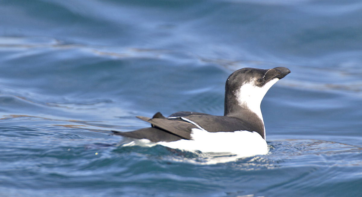 The ‘Malaga penguin’ that can be seen in the harbour « Euro Weekly News