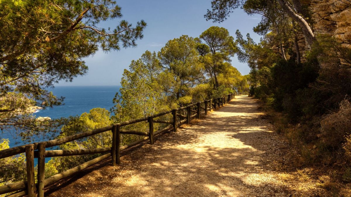 Plant a tree in Javea « Euro Weekly News