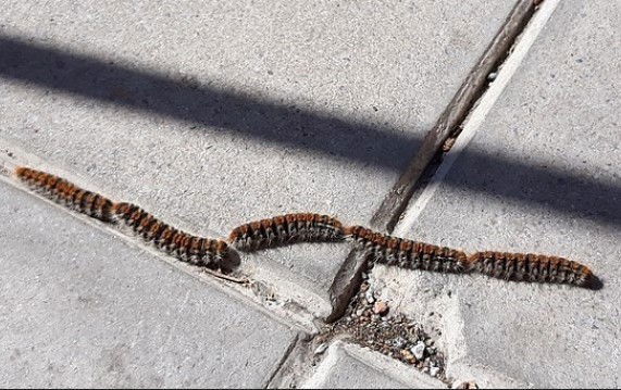 Early caterpillar invasion hits Mallorca « Euro Weekly News