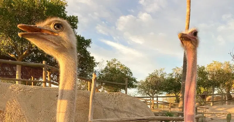 Rare ostrich egg stolen « Euro Weekly News