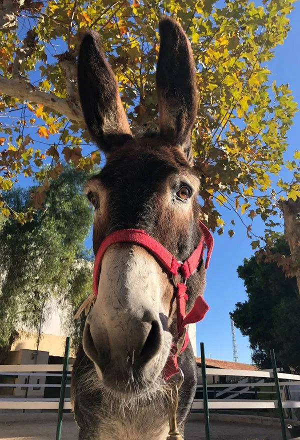 From rescue to refuge: Andrea’s Animal Rescue « Euro Weekly News