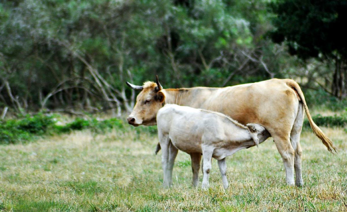 EU searches for eco-friendly cows « Euro Weekly News