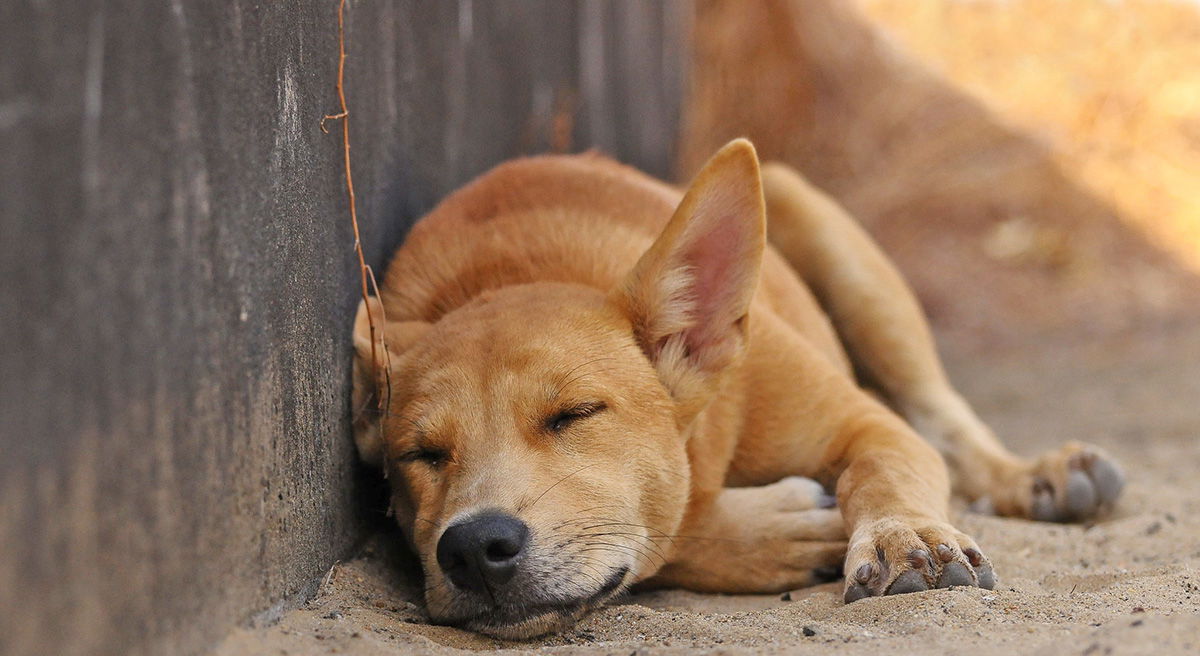 40 mistreated dogs « Euro Weekly News