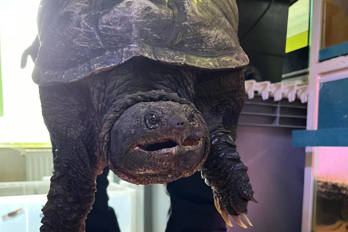 Turtle sticks its neck out in Bruges « Euro Weekly News